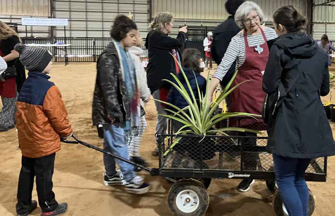 Citrus/fruit trees make great Valentine's Day gifts