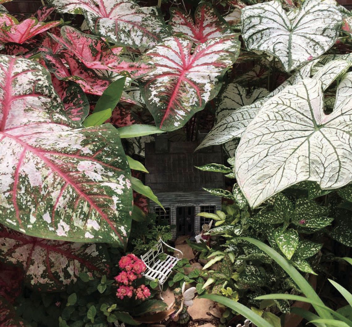 Garden Club of Richmond holding its annual caladium bulb sale